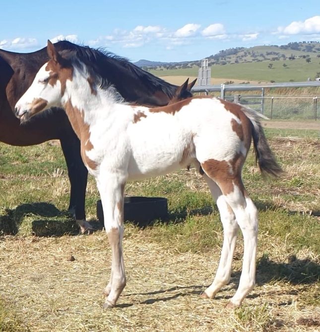 Our Horses | Winning Colours Farm