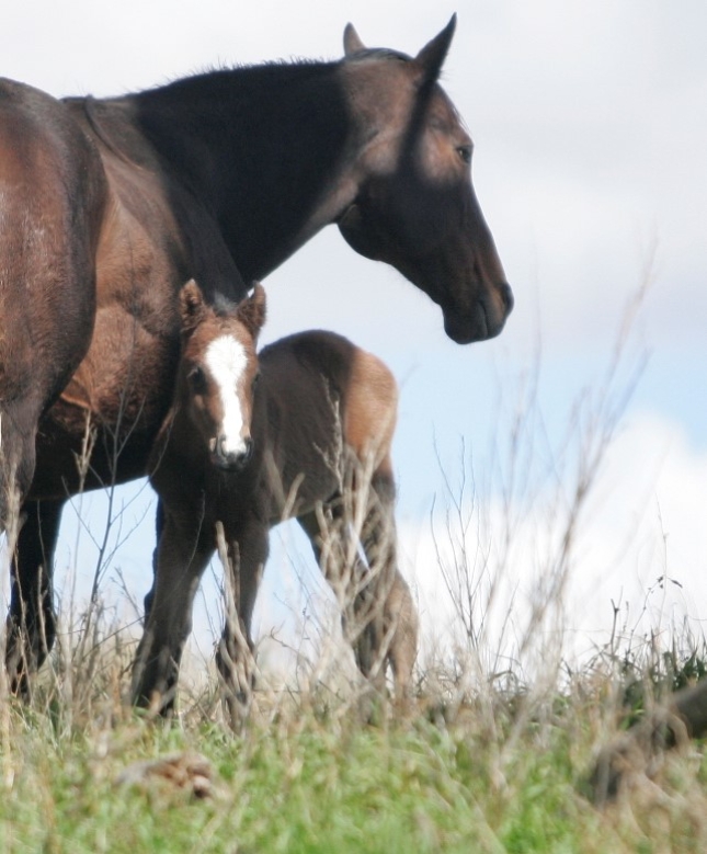 Our Horses | Winning Colours Farm
